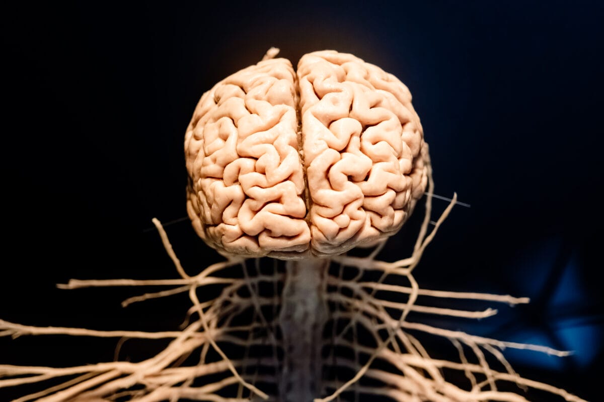 Autonomic Nervous System and Trauma | Sober Speak
